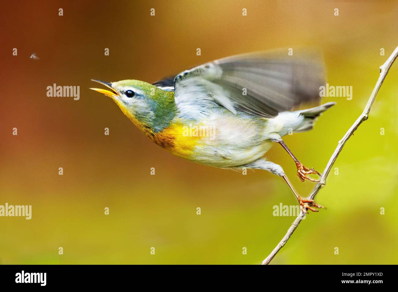 Snatching insect hi-res stock photography and images - Alamy