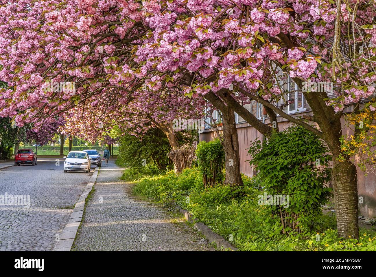 Uzhhorod, Ukraine - May 5th, 2021: Sakura trees in blossom, beautiful ...