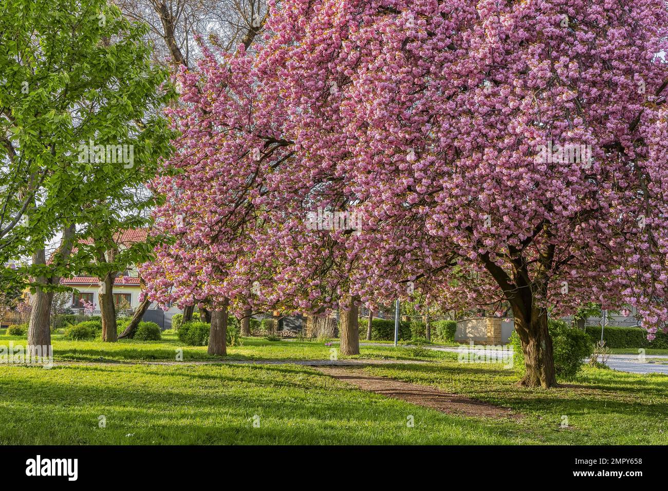 Sakura trees in blossom, beautiful springtime outdoor background Stock ...
