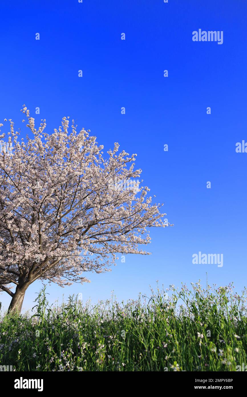 Spring Scenery In Japan, Cherry blossoms of the Kawasaki Tamagawa River ...