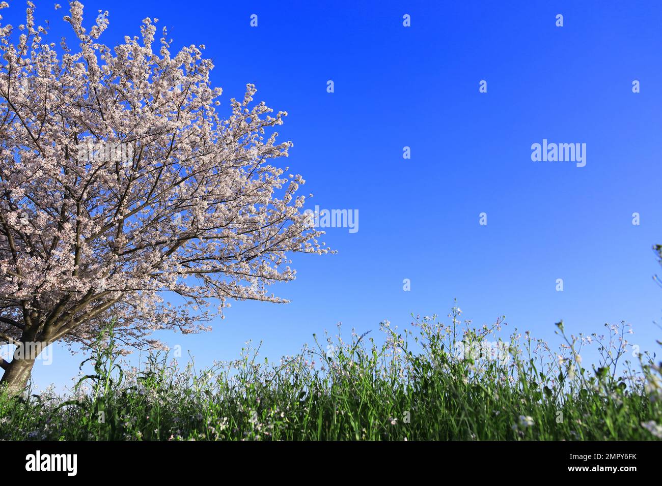 Spring Scenery In Japan, Cherry blossoms of the Kawasaki Tamagawa River ...