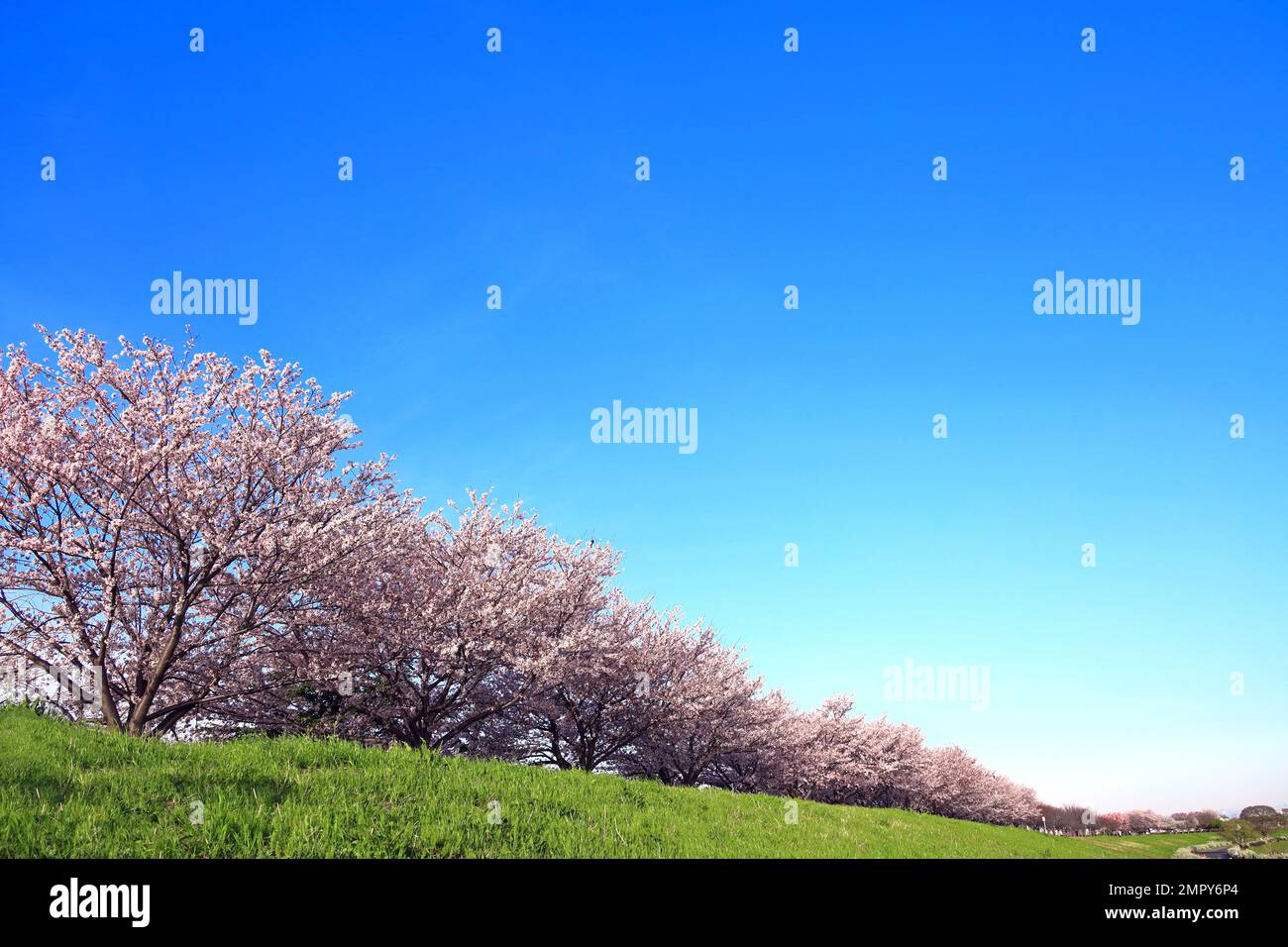 Spring Scenery In Japan, Cherry blossoms of the Kawasaki Tamagawa River ...