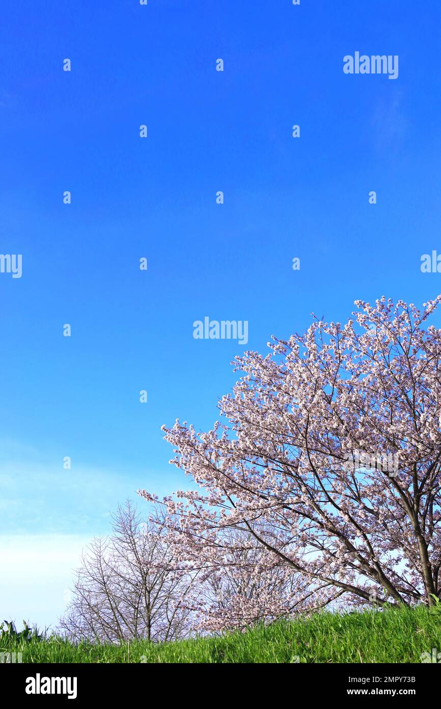 Spring Scenery In Japan, Cherry blossoms of the Kawasaki Tamagawa River ...