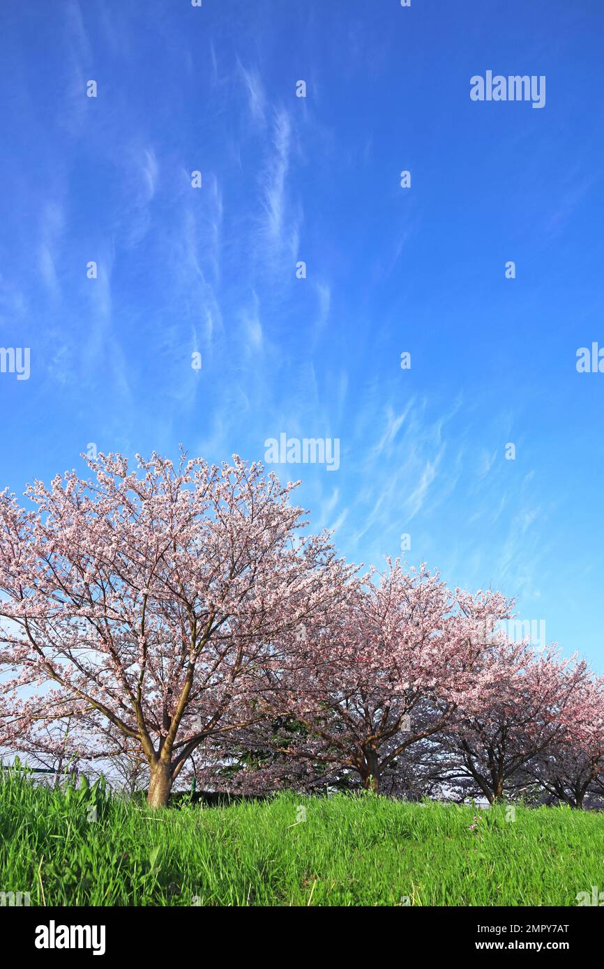 Spring Scenery In Japan, Cherry blossoms of the Kawasaki Tamagawa River ...