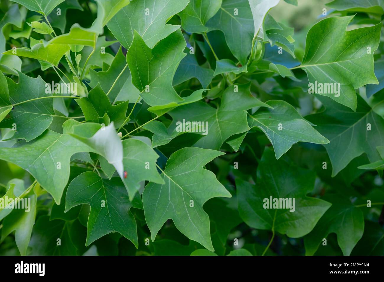 Green Lush Natural Background of Sycamore Leaves. Maple Leaves Frame ...