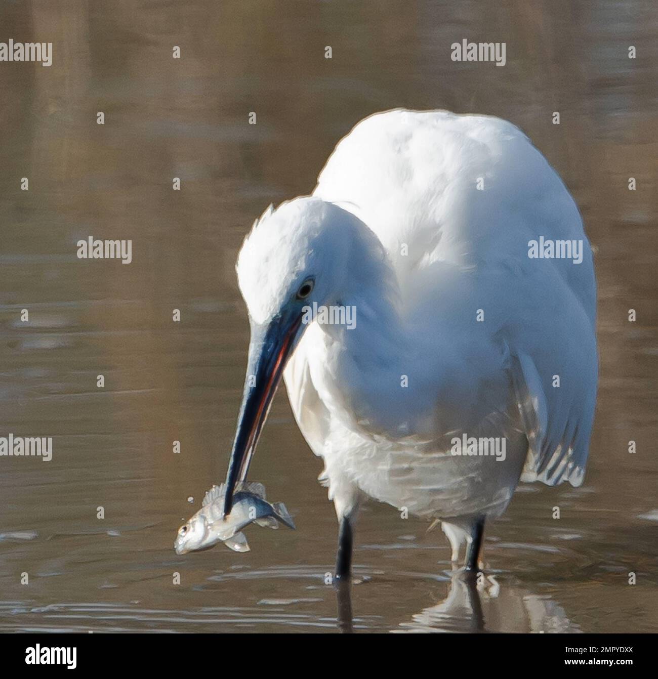 USA AND CANADA ONLY - An egret in Botswana feeds on fish. The birds are ...
