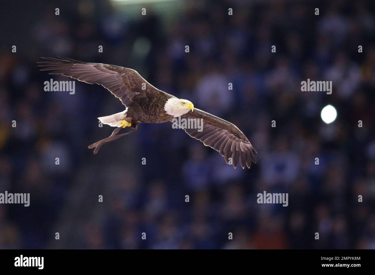 'Challenger' the Bald Eagle spreads his wings and soars through the ...