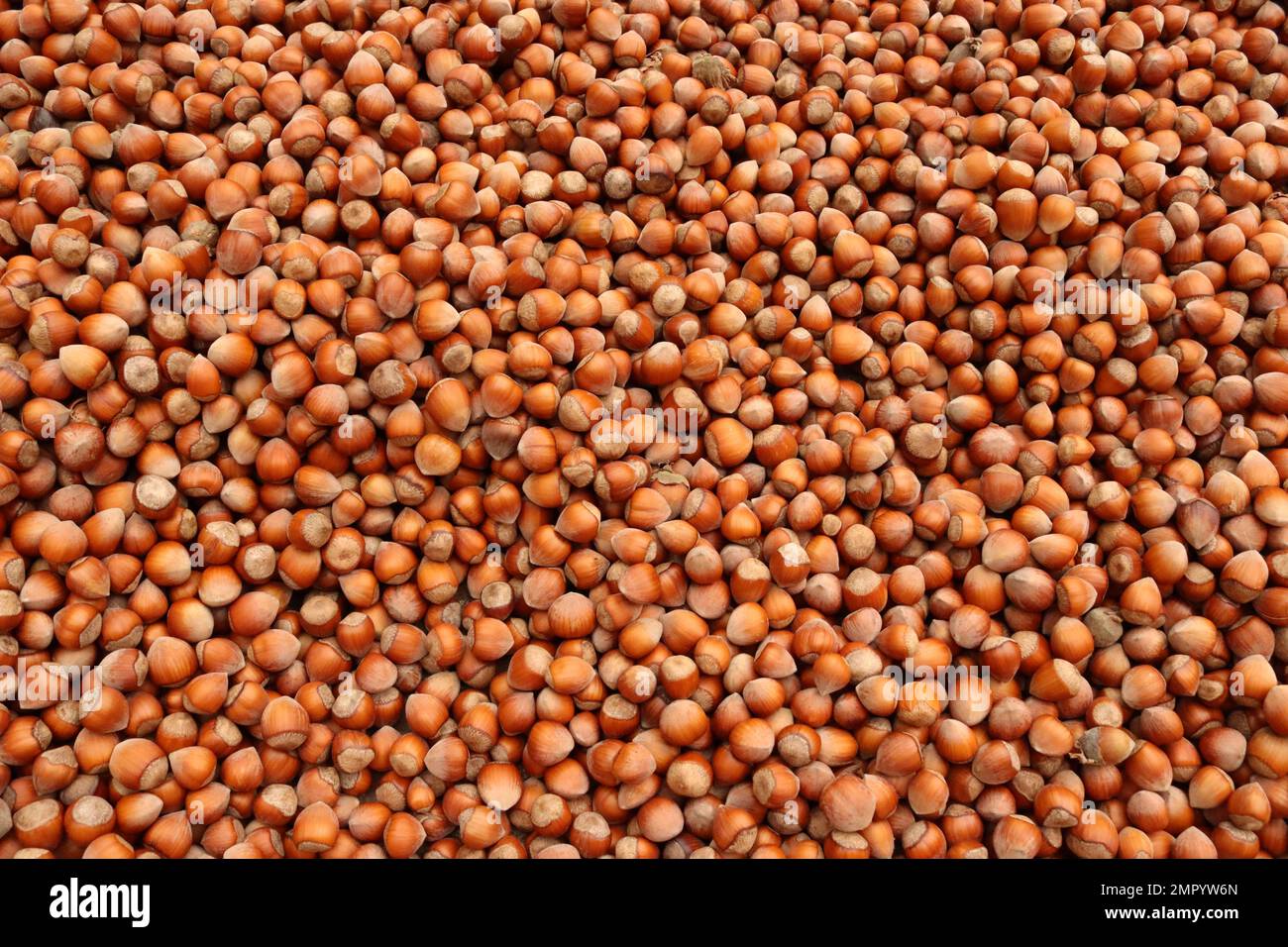 Hazelnuts with shell background. Top view of heap filberts nuts ...