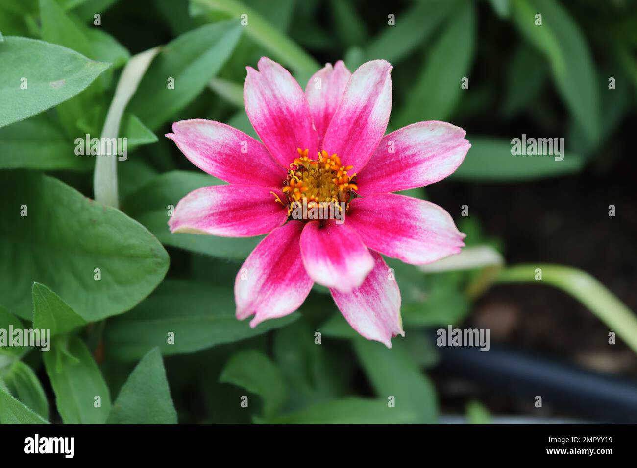 Close up photo of pink Zinnia Elegans (Common Zinnia, Dahlia) flowers ...