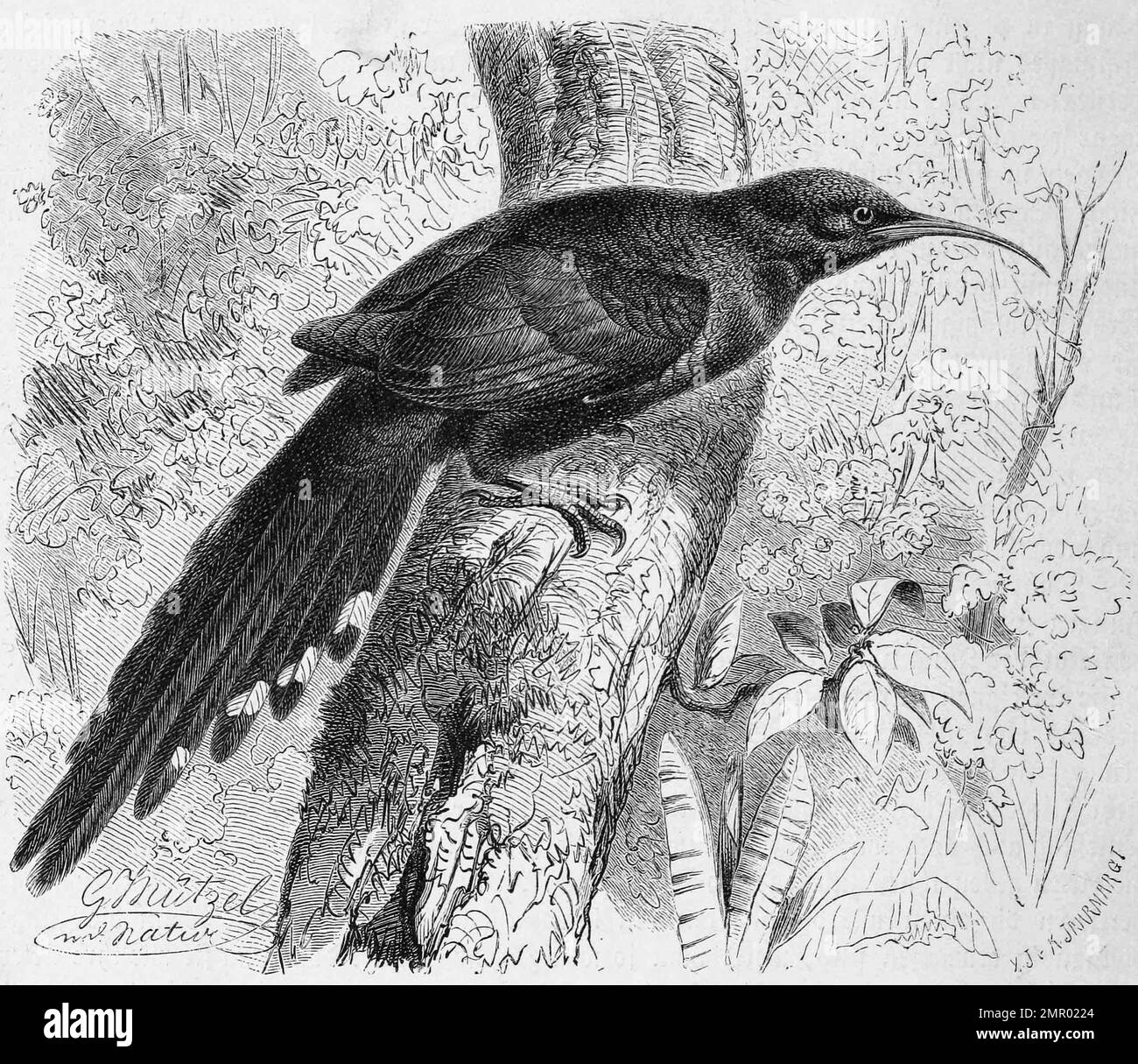 Kakelaar Black and White Stock Photos & Images - Alamy