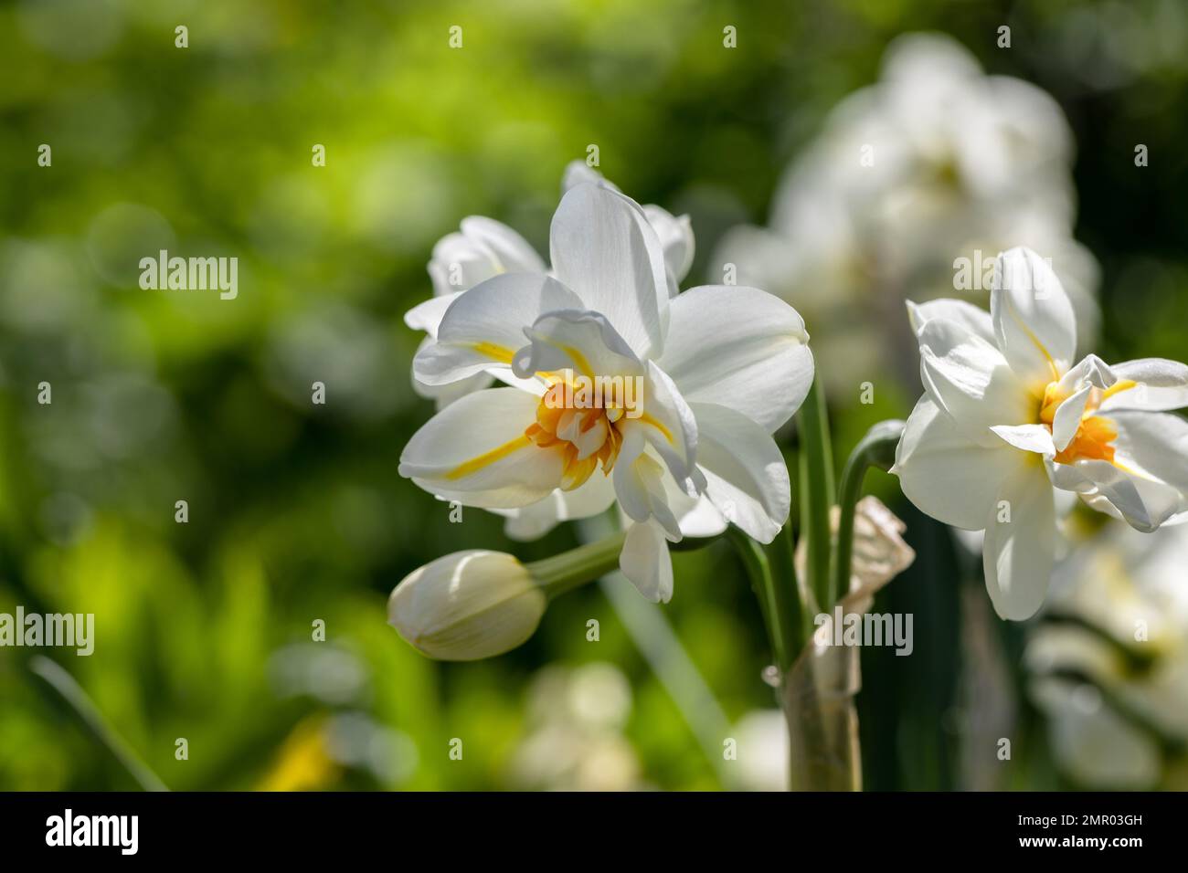 Narcissus 'Erlicheer' double daffodil close up Stock Photo - Alamy
