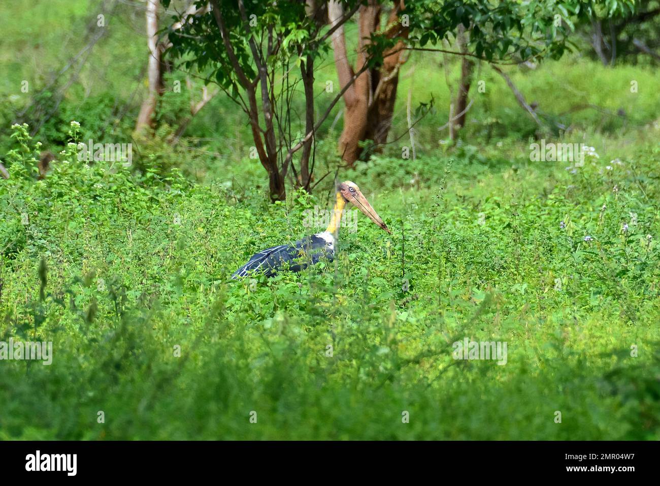 Udawalawe National Park Birds
