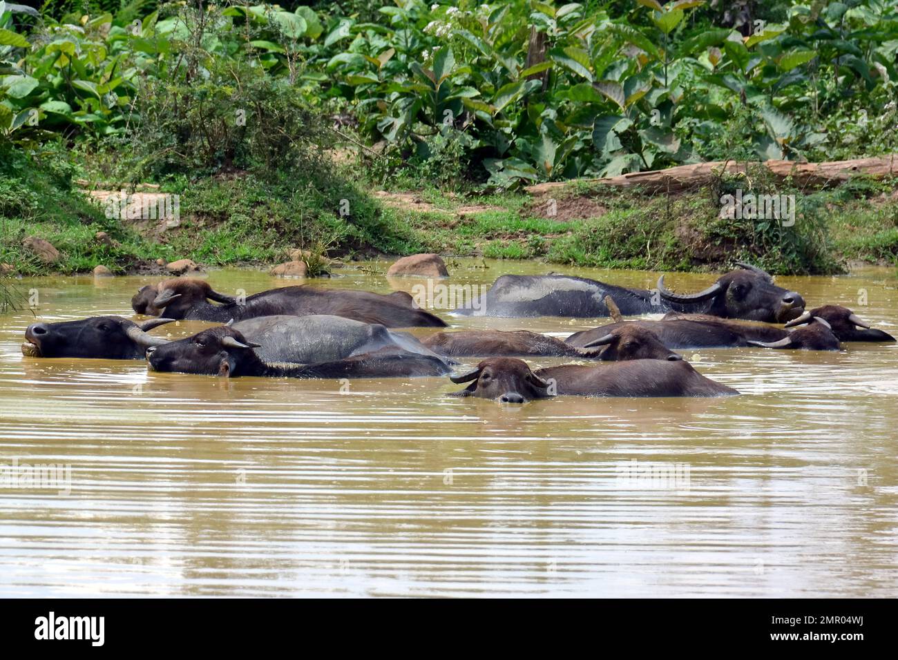 Water buffalo, Wasserbüffel, Buffle domestique, Bubalus bubalis ...