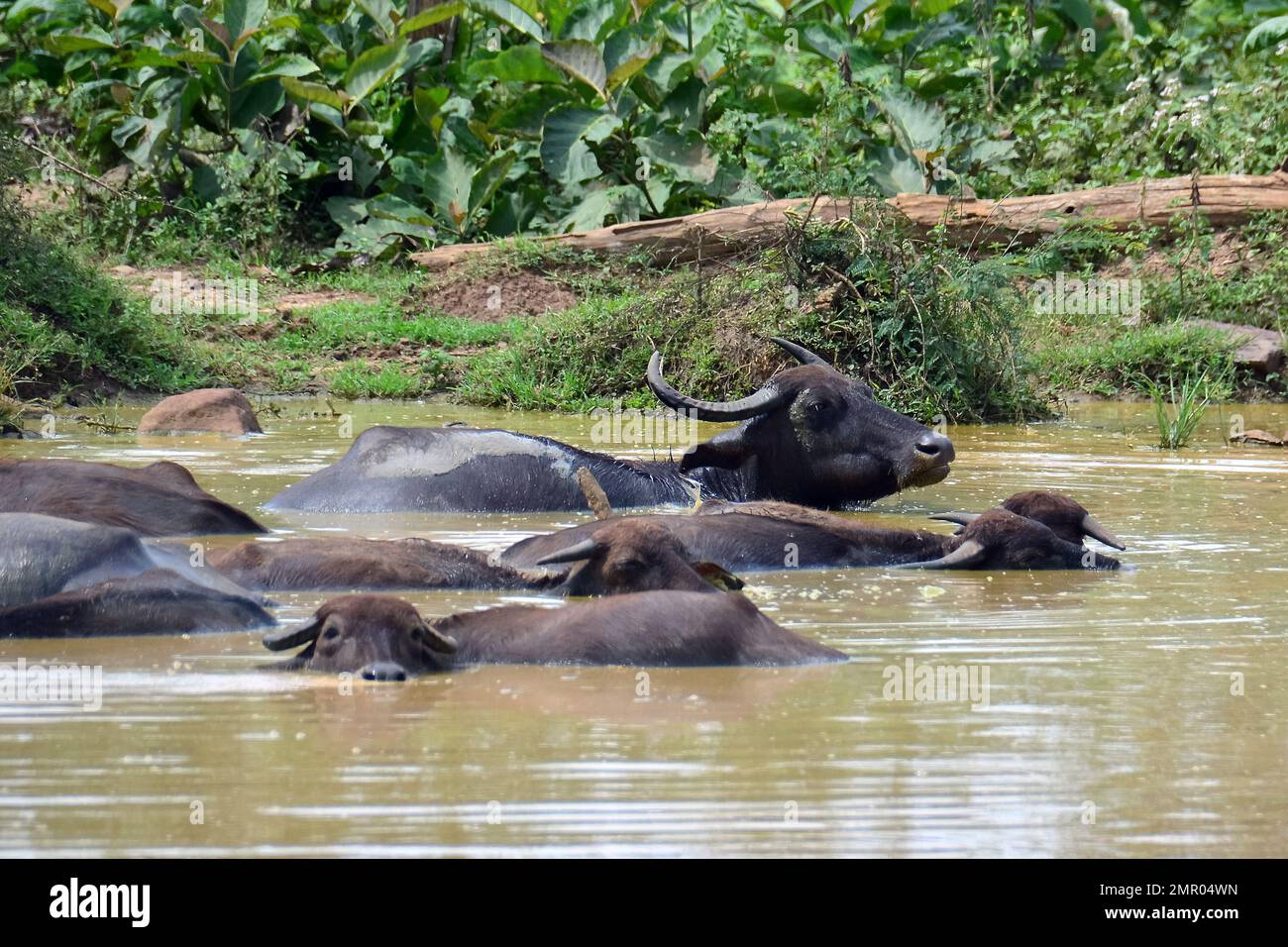 Water buffalo, Wasserbüffel, Buffle domestique, Bubalus bubalis ...