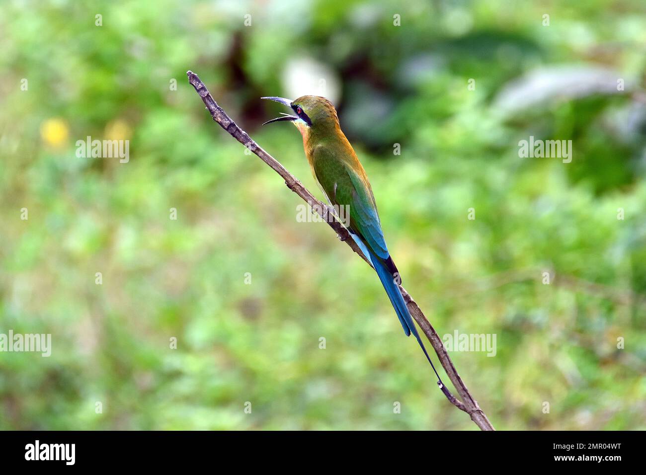 blue-tailed bee-eater, Blauschwanzspint, Guêpier à queue d'azur, Merops ...