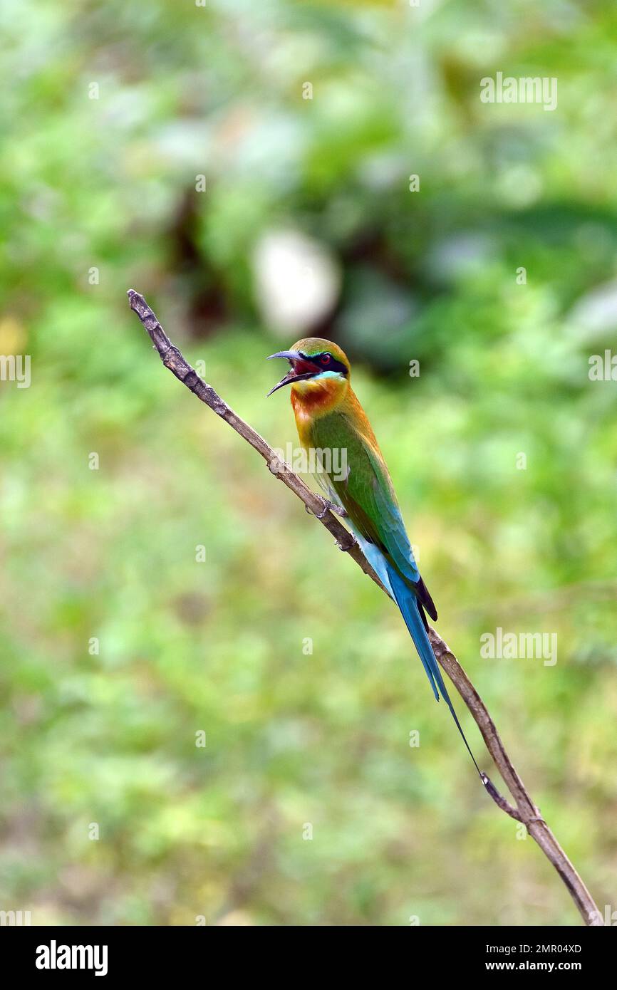 blue-tailed bee-eater, Blauschwanzspint, Guêpier à queue d'azur, Merops ...