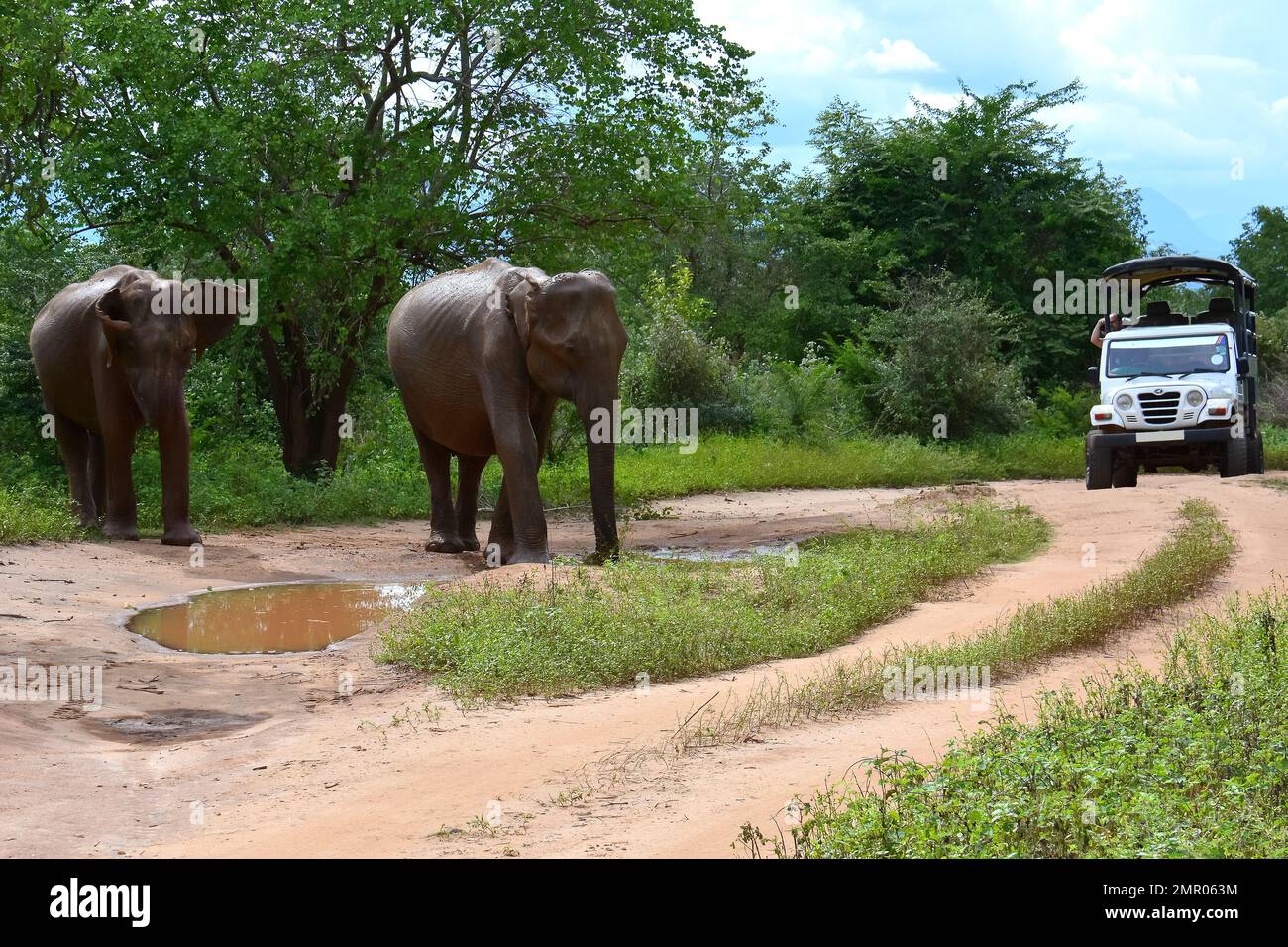 Sri Lankan elephant, Éléphant du Sri Lanka, Elephas maximus maximus ...