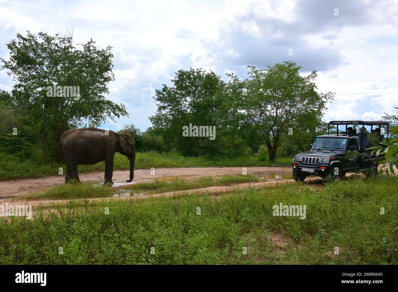 Sri Lankan elephant, Éléphant du Sri Lanka, Elephas maximus maximus ...