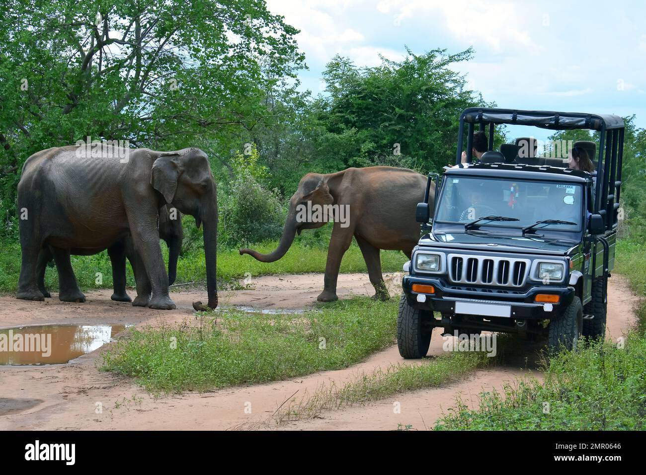 Sri Lankan elephant, Éléphant du Sri Lanka, Elephas maximus maximus ...