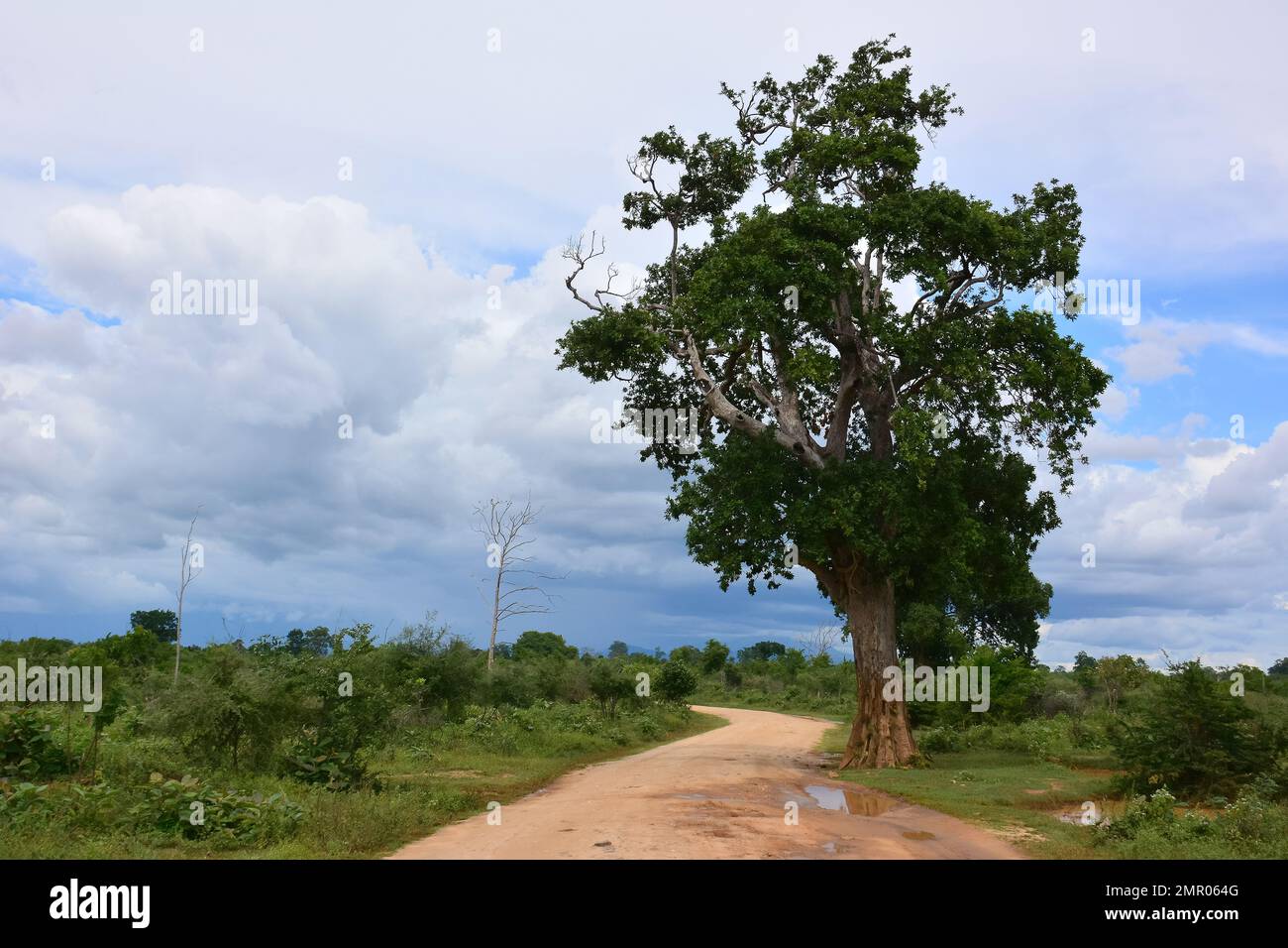 landscape, Udawalawe National Park, Sabaragamuwa and Uva Provinces, Srí ...