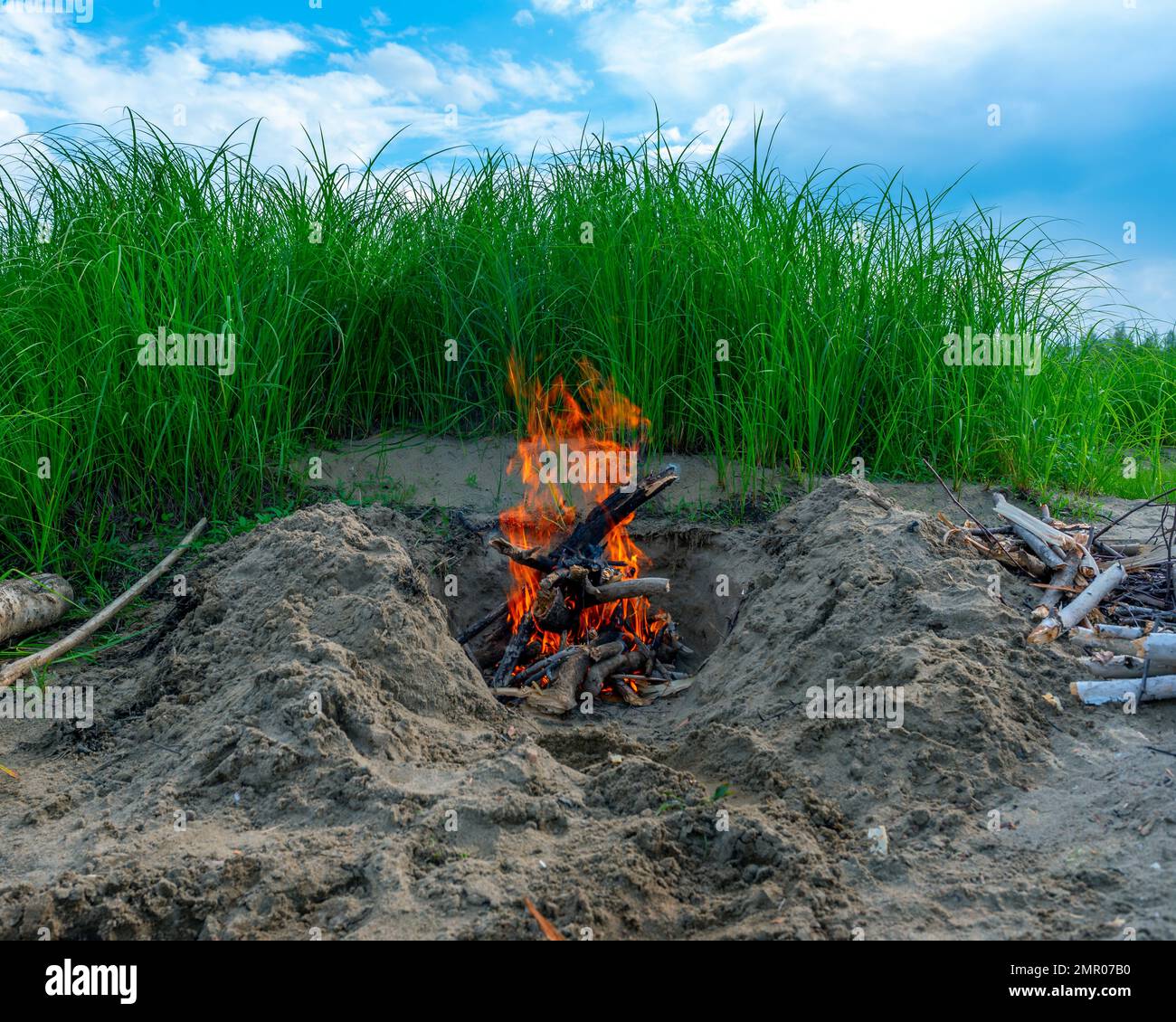 A bonfire on the beach made of birch firewood burns during the day in ...