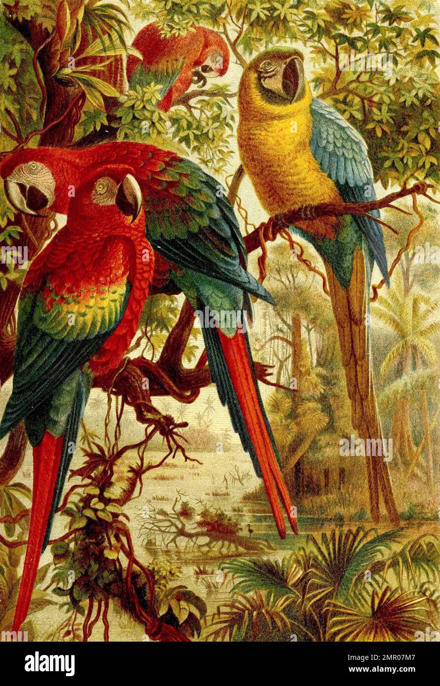 Vogel, Araras, Eigentlichen Aras, Ara bilden eine Gattung innerhalb der ...