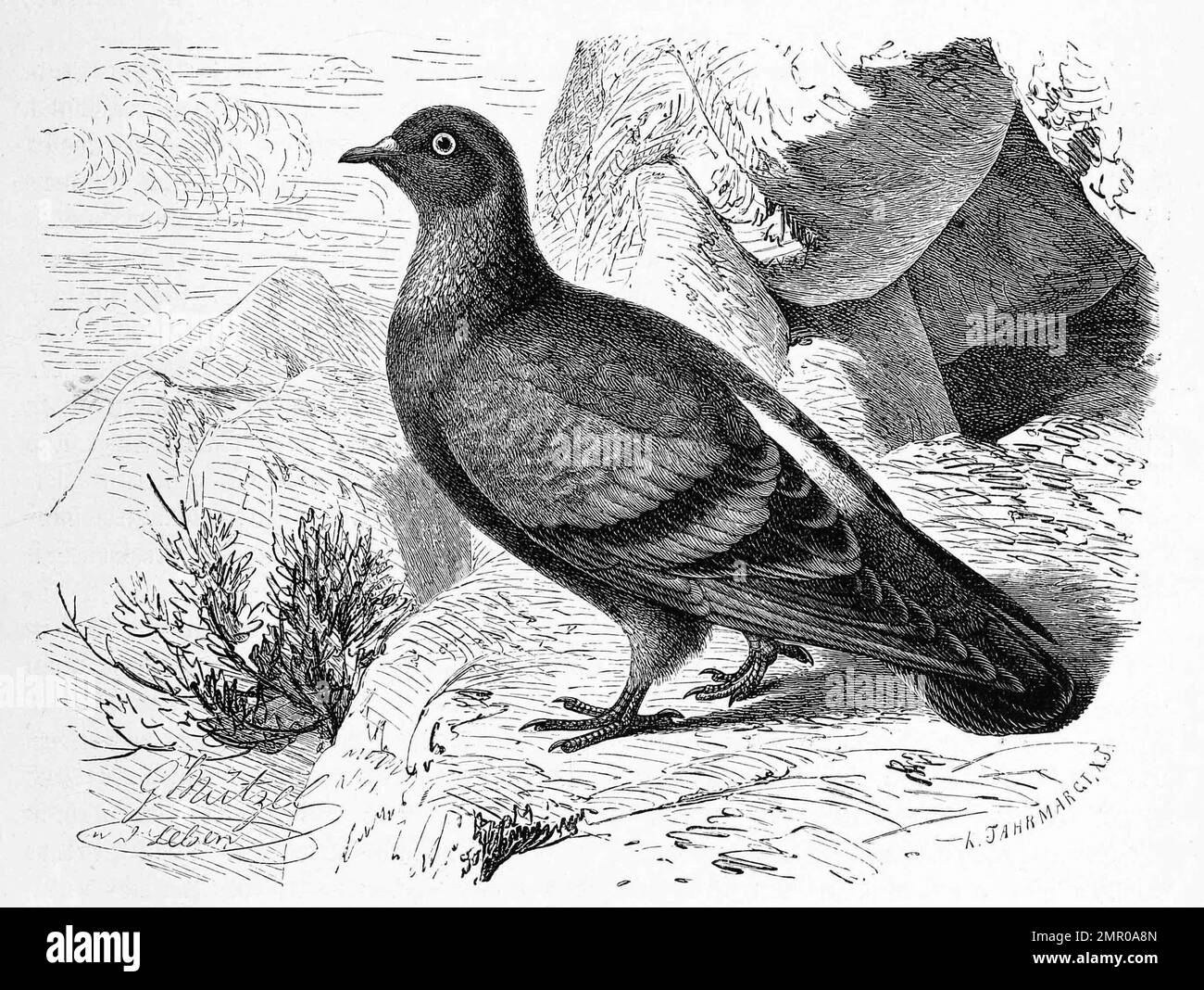 Vogel, Felsentaube, Columba livia, eine Vogelart aus der Familie der ...