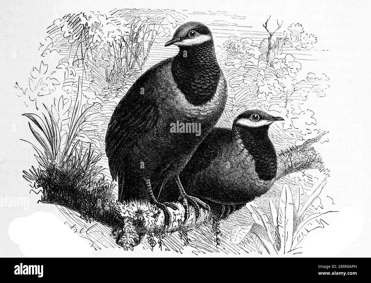 Vogel, Rebhuhn-Taube, Geophaps smithii, eine Vogelart aus der Familie ...