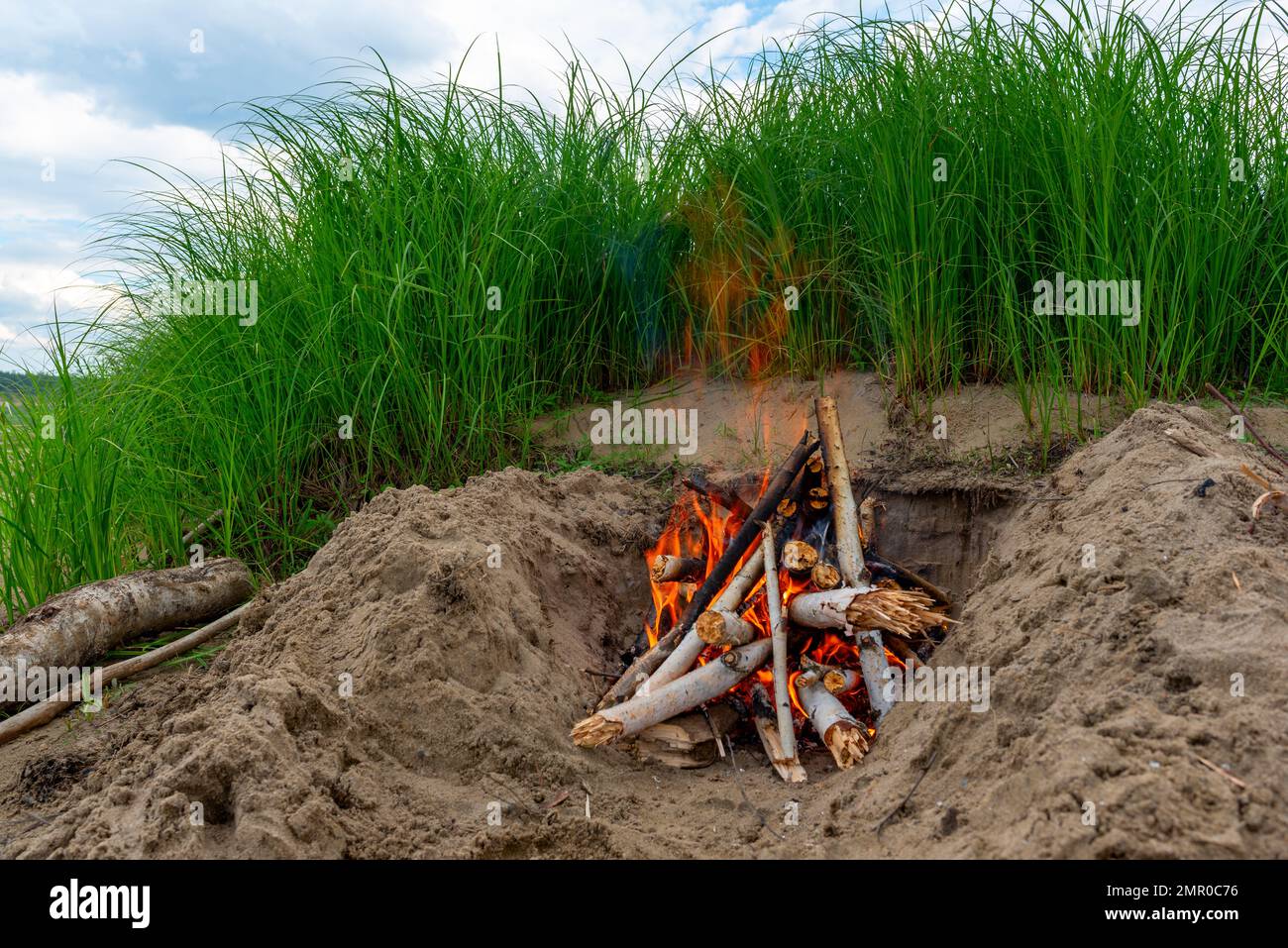 A birch firewood fire burns in the sand in summer next to tall green ...