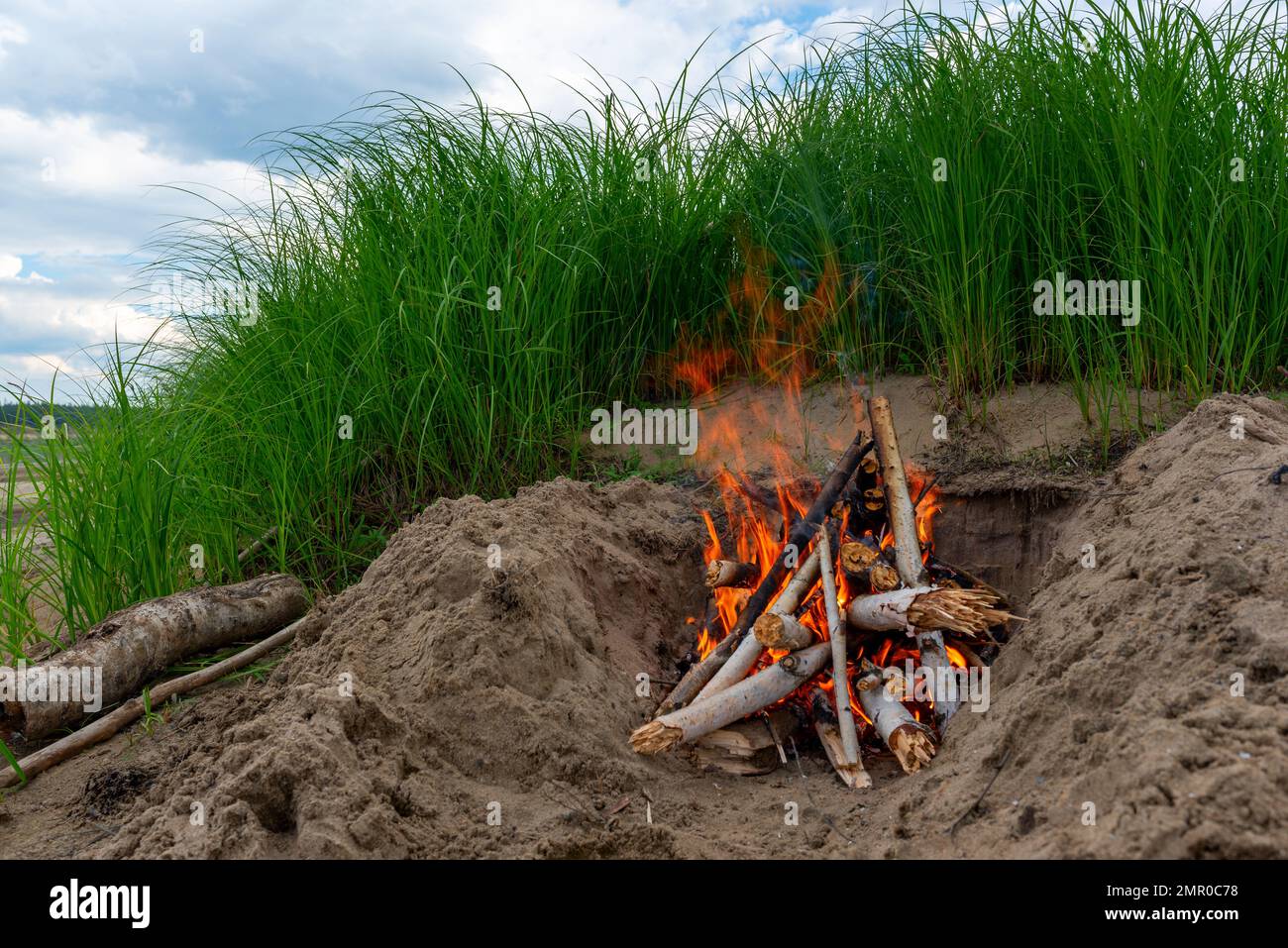 A birch wood fire burns in the sand on the beach next to tall green ...