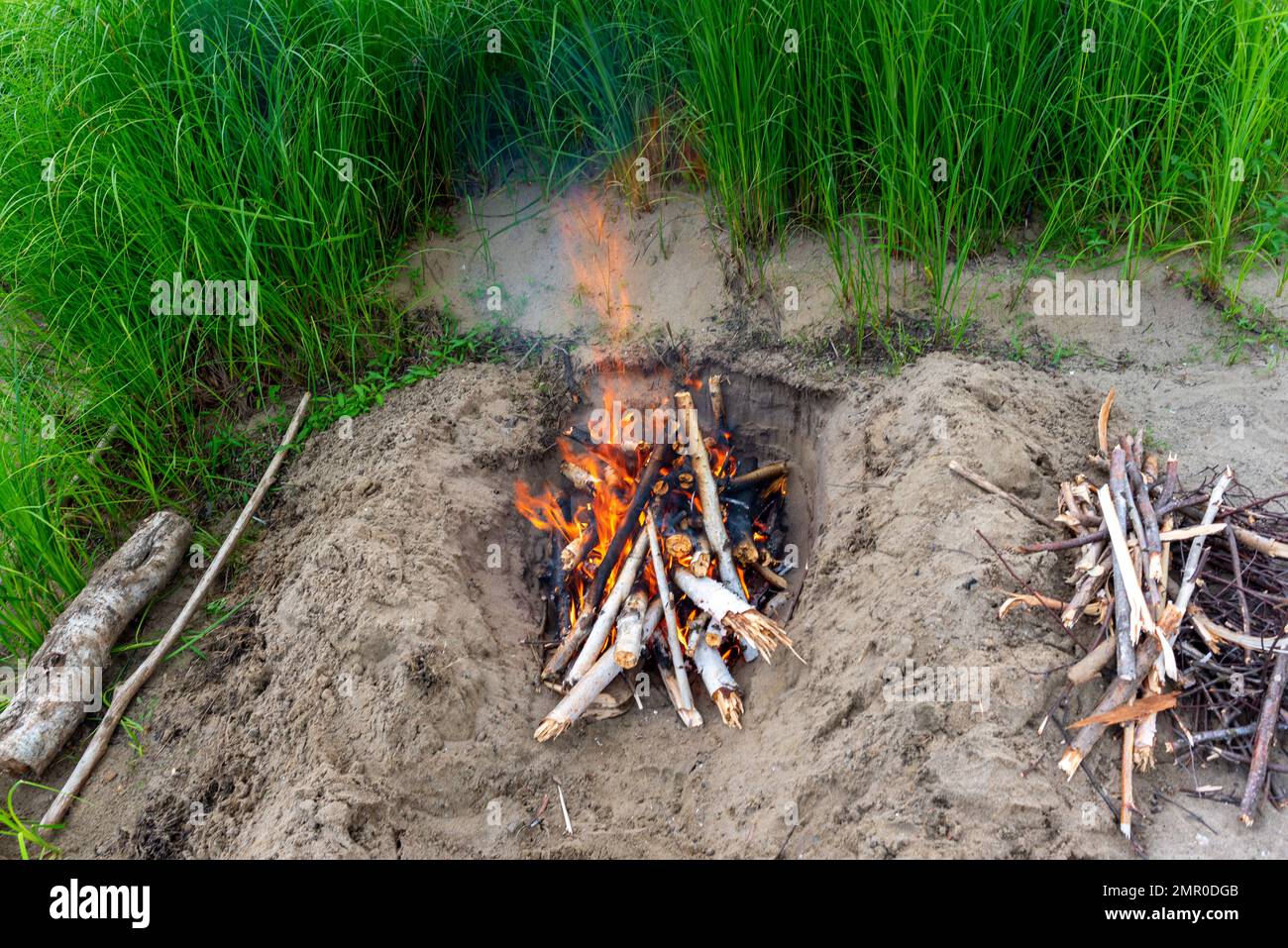 A fire burns in the sand under tall green grass next to birch brushwood ...