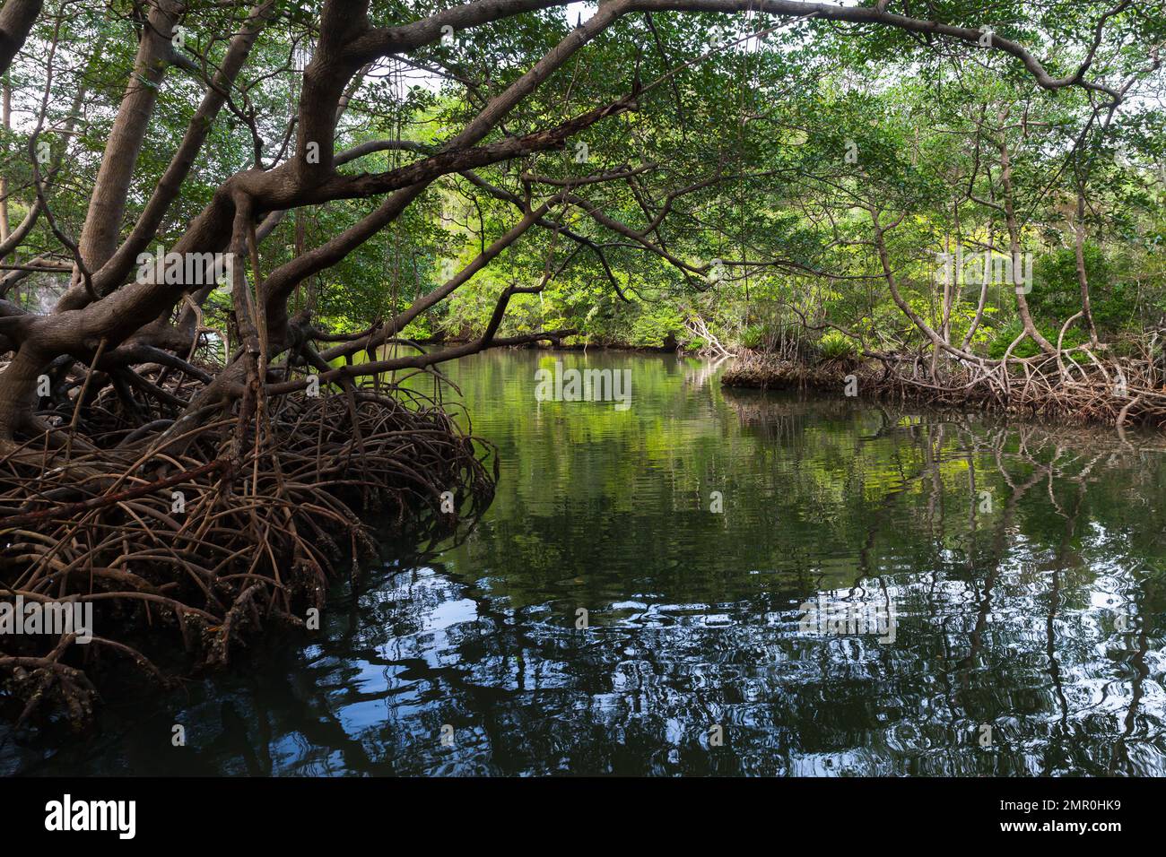 Coastal landscape with mangrove trees growing in sea water. Samana ...
