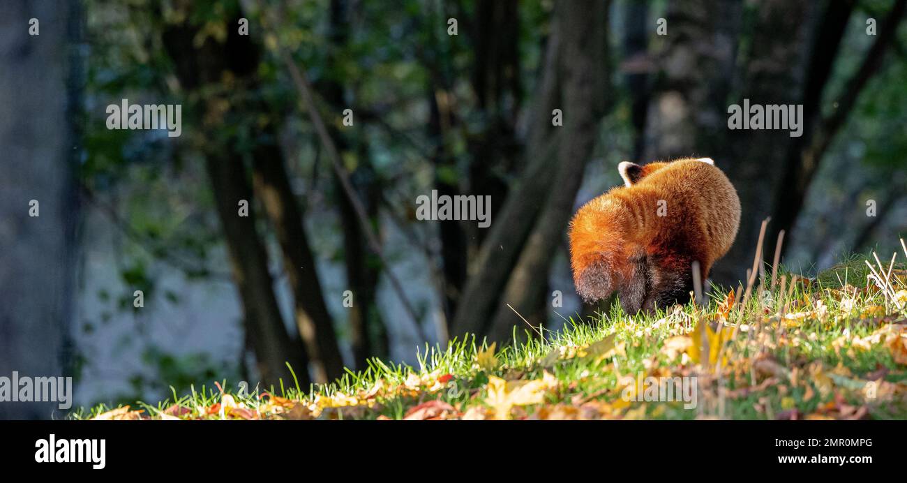 A rear of a red panda walking on the sunlit grass in the forest with ...