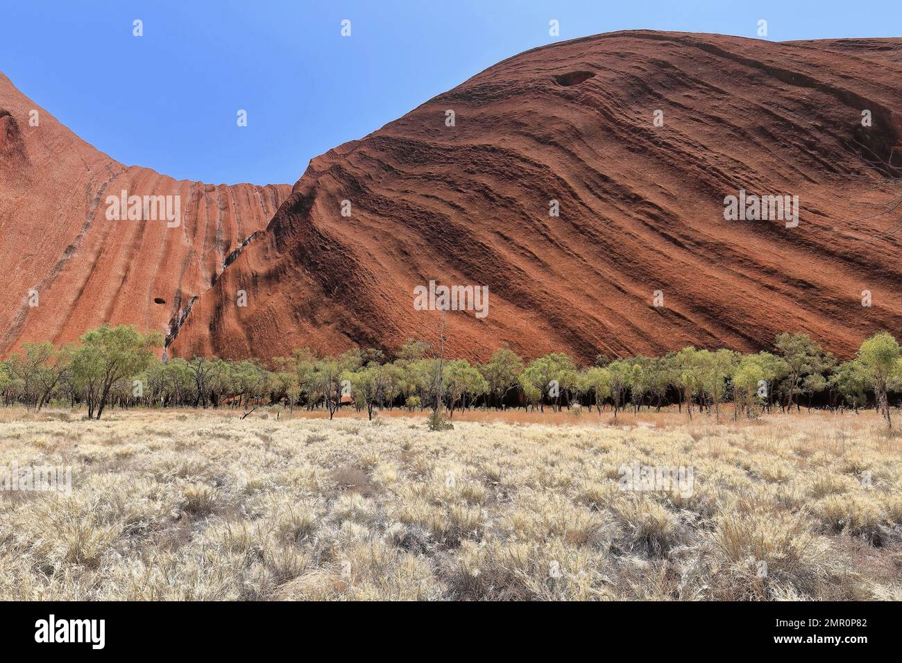 451 Uluru Ayers Rock grooved southeast face-desert bloodwood trees and spnifex grass as seen ...
