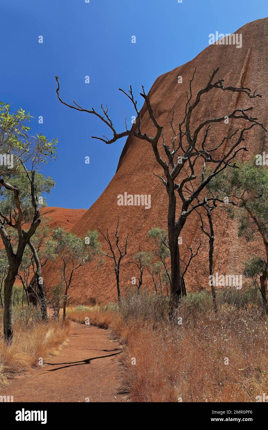 453 Dry and green desert bloodwood trees frame the base walk-southeast ...