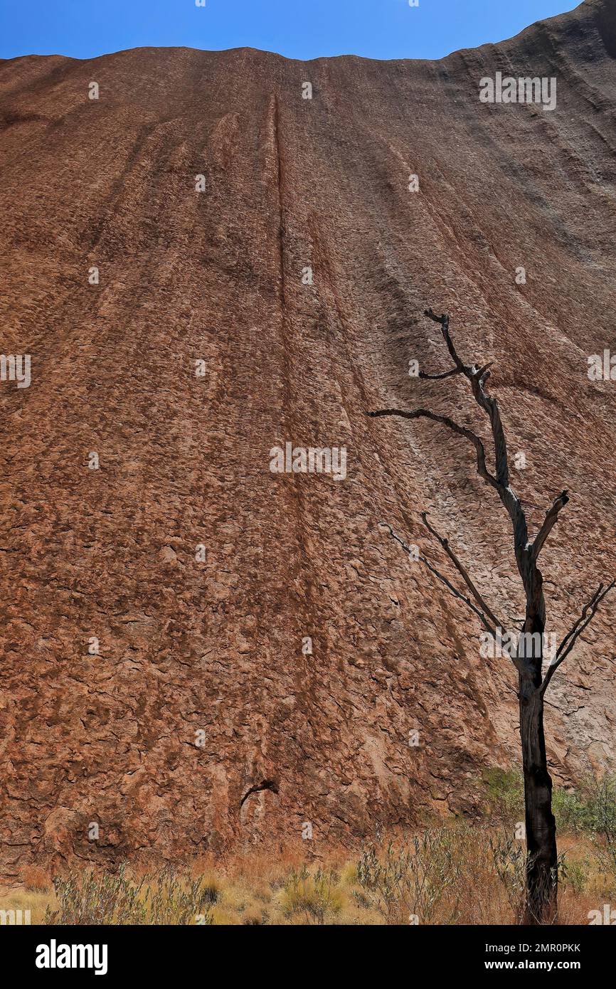 454 Dry desert bloodwood tree framing the ribbed-grooved-rocky-steep ...