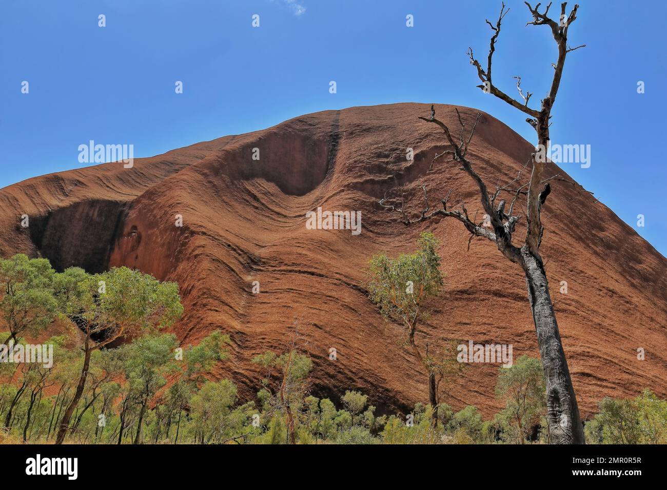 Acacia ayersiana hi-res stock photography and images - Alamy