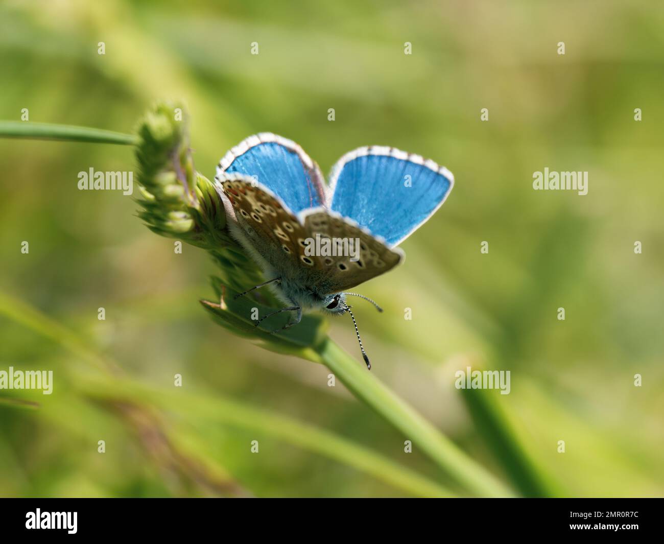 Adonis Blue Butterfly. Wings Open Stock Photo - Alamy