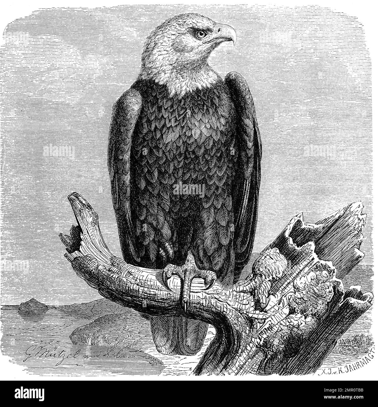 Weisskopfseeadler Cut Out Stock Images & Pictures - Alamy