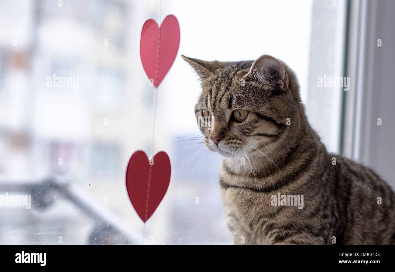 Tabby Cat Heart Heart Disease In Cats: A Silent Killer Animal