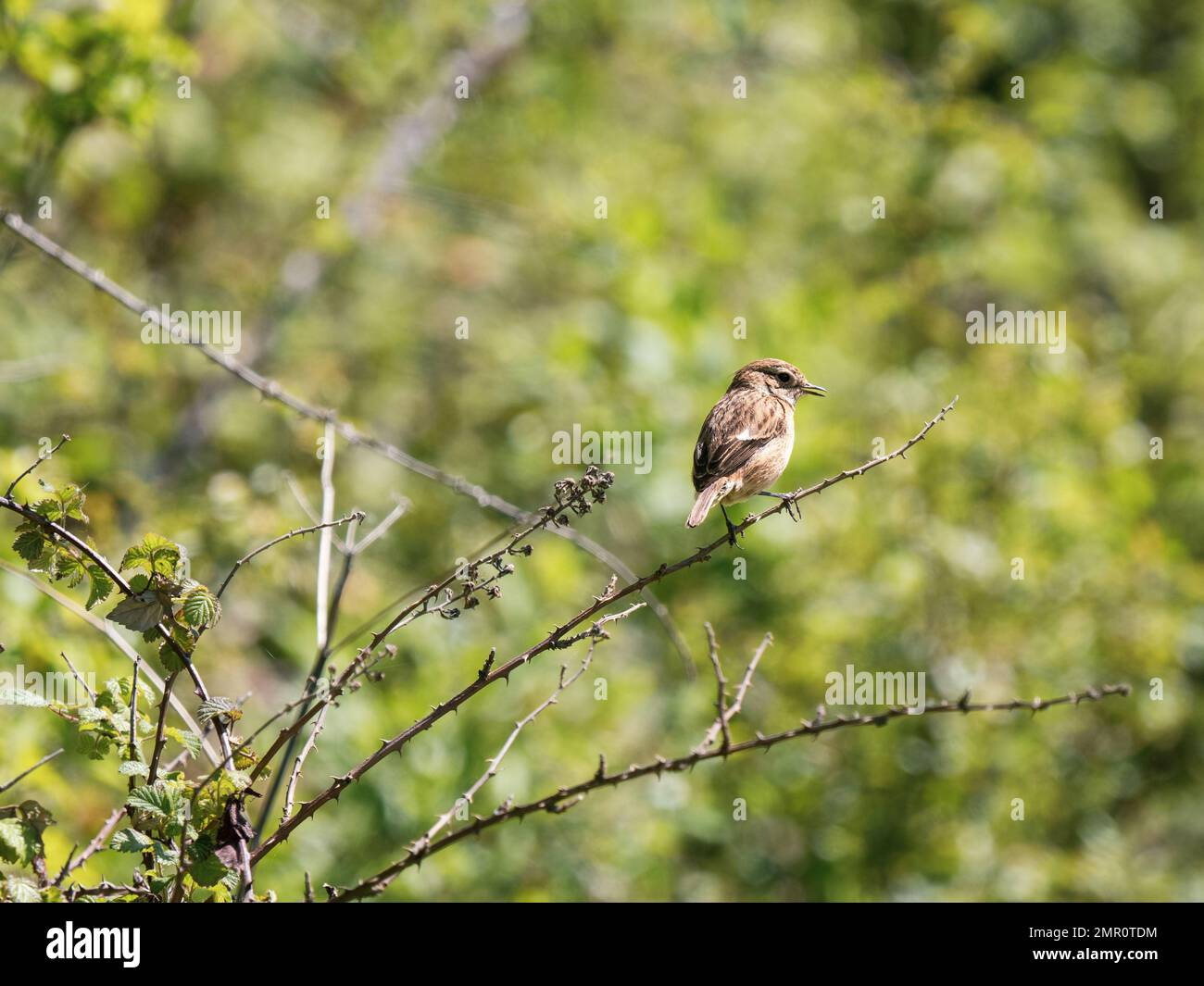 Female eurasian stonechat hi-res stock photography and images - Alamy