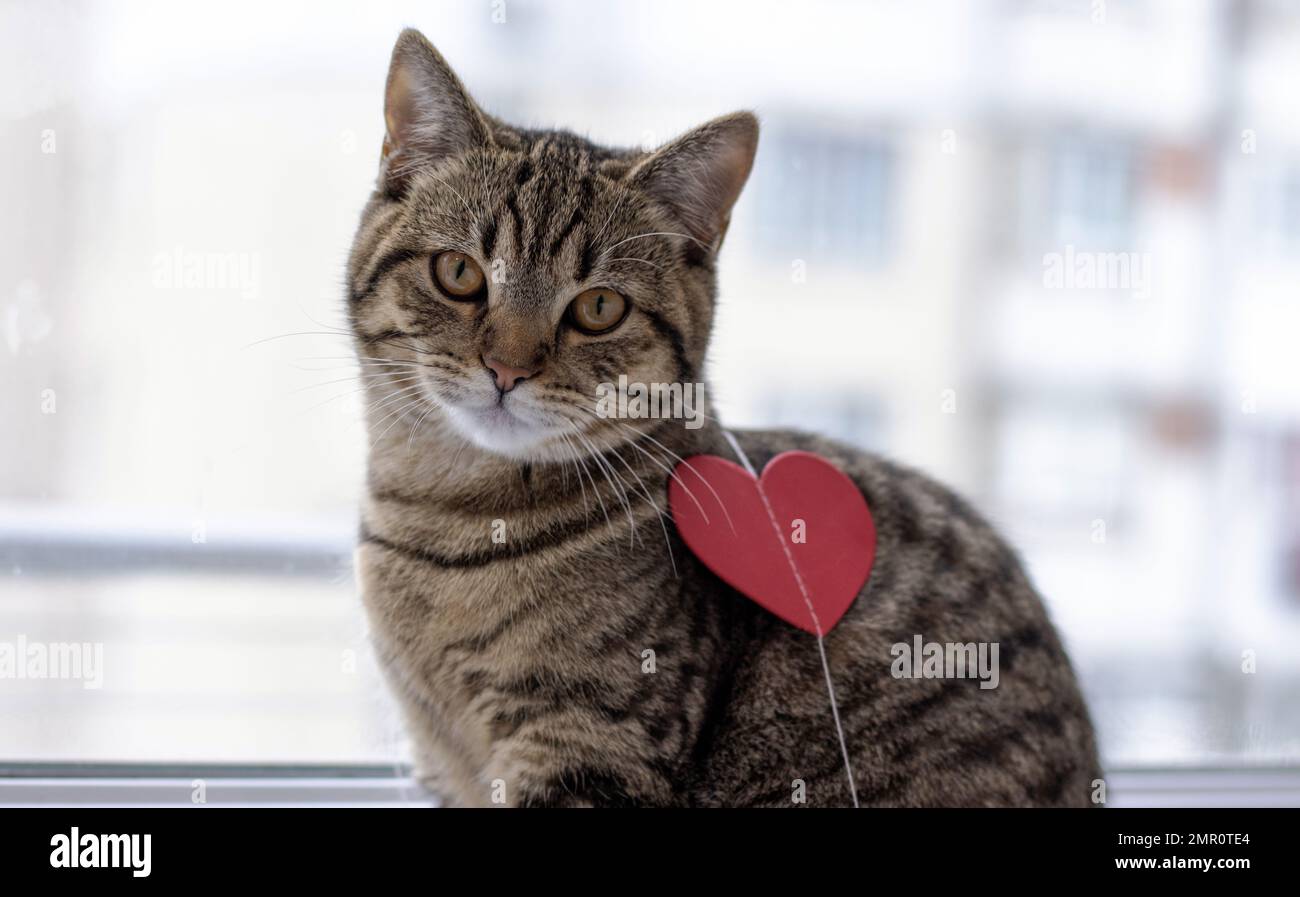 tabby cat playing with red paper heart garland sitting on window sill ...