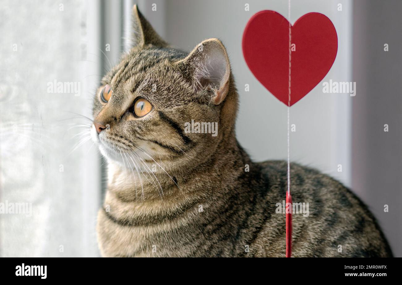 tabby cat playing with red paper heart garland sitting on window sill ...