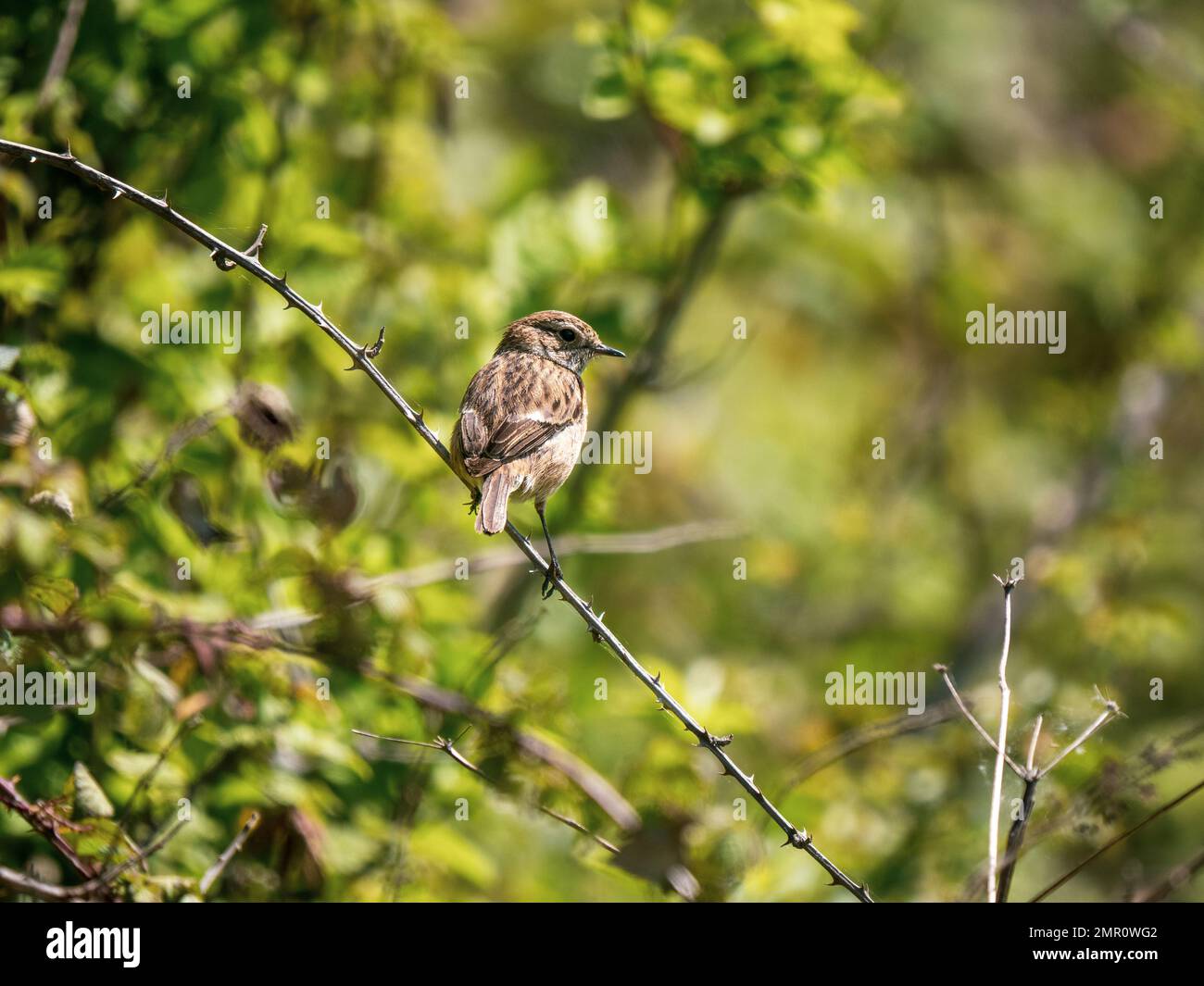 Eurasian stonechat hi-res stock photography and images - Alamy