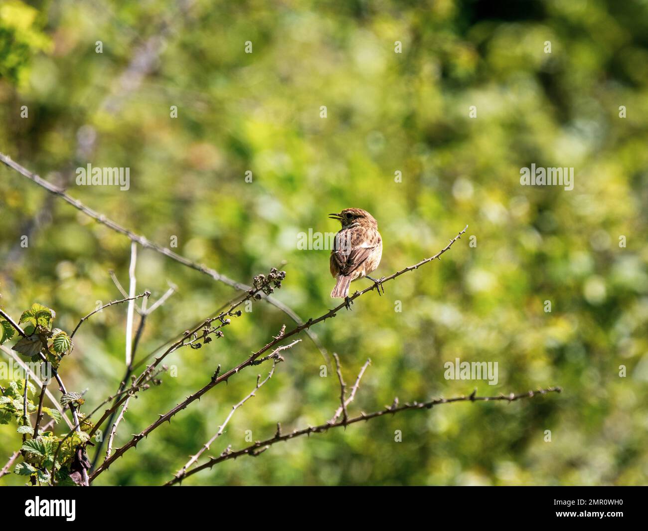 Female eurasian stonechat hi-res stock photography and images - Alamy