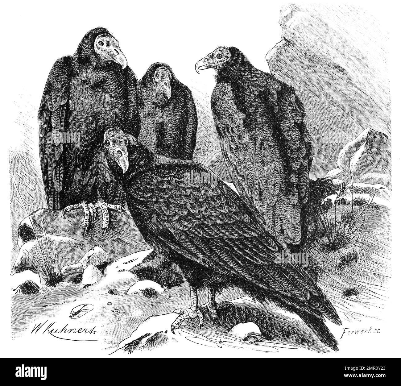 Vogel, Truthahngeier, Cathartes aura, Art aus der Familie der ...