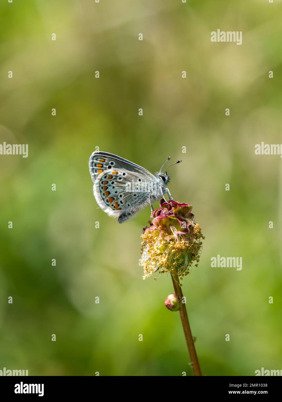 Blue butterfly wings closed hi-res stock photography and images - Alamy