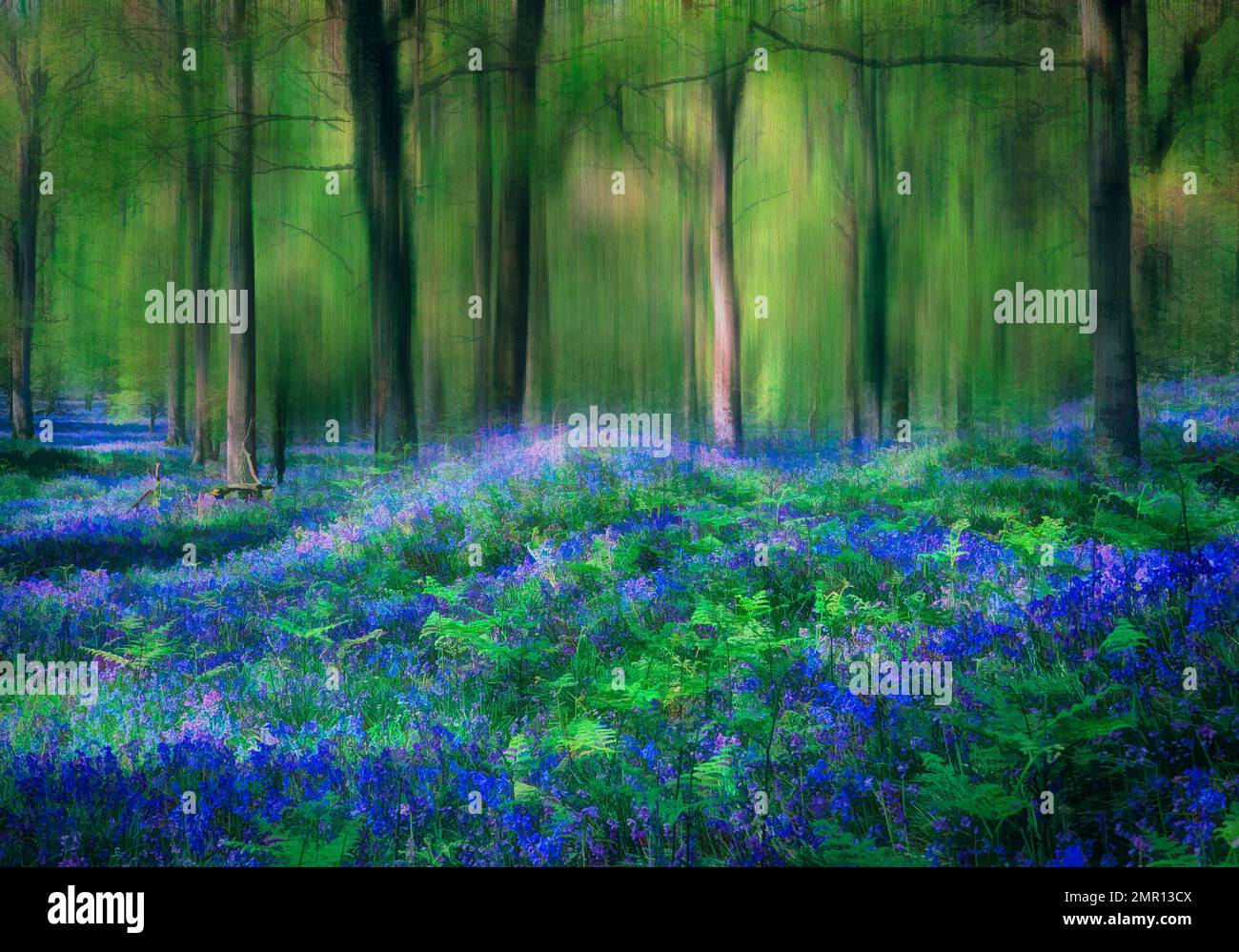 CONTEMPORARY PHOTOGRAPHIC ART: Bluebells at the Royal Forest of Dean ...