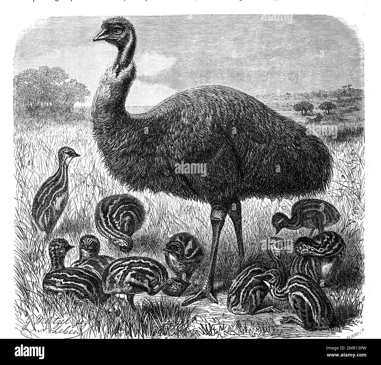 Vogel, Großer Emu, Dromaius novaehollandiae, flugunfähige Vogelart aus ...