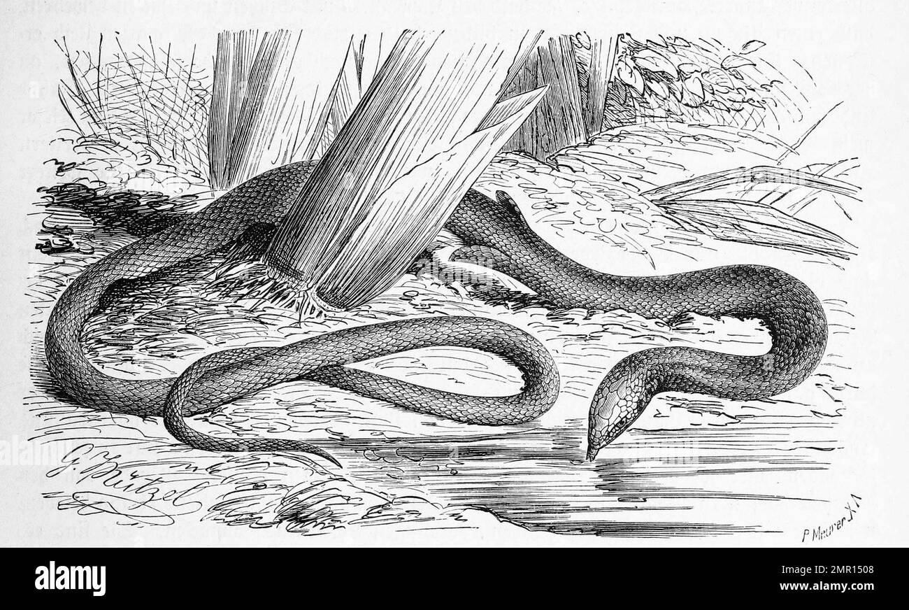 Schlangen-Flossenfuß, Pygopus lepidopodus, Familie in der Klasse der ...